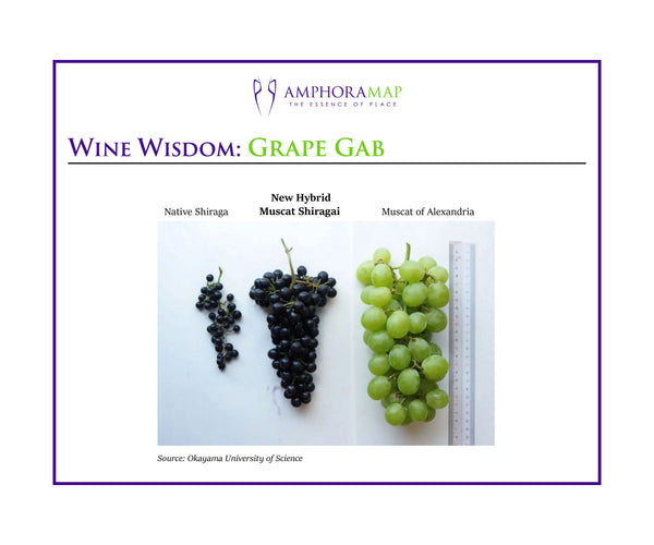 Japan Developed New Wine Grape - AmphoraMap